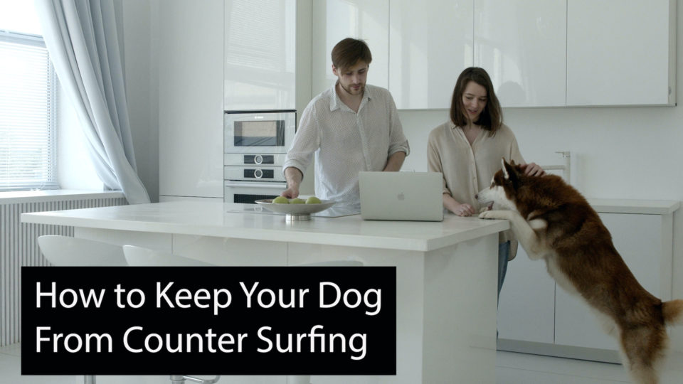 How to Keep Your Dog From Counter Surfing - Positive Animal Wellness